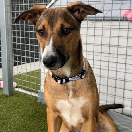 Adopt D1116 Kylie from BALLINA NSW | Adopt-A-Dog