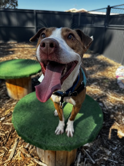 Adopt Ellie from Wingfield SA | Adopt-A-Dog