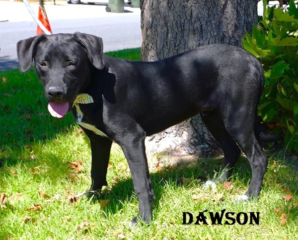 Adopt Dawson from Malaga WA | Adopt-A-Dog