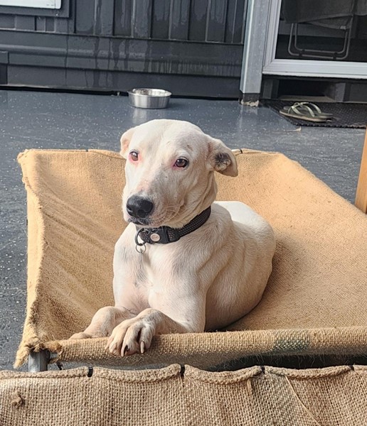 Adopt Lena from Koah QLD | Adopt-A-Dog