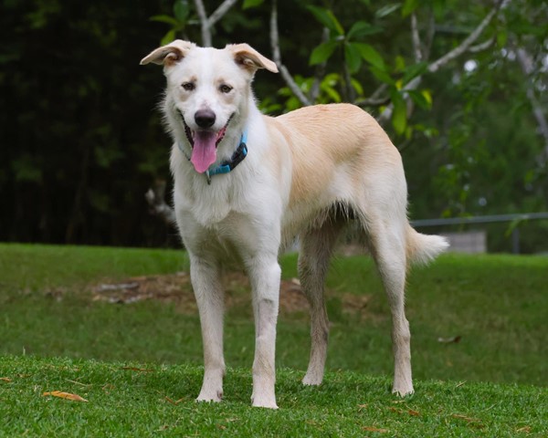 Adopt Boomba from Port Macquarie NSW | Adopt-A-Dog