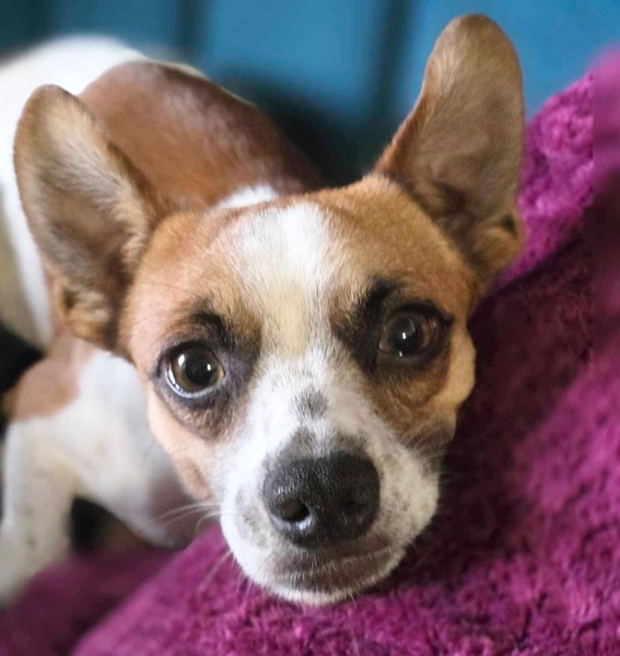 Adopt Heen from Narre Warren VIC | Adopt-A-Dog