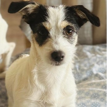 Adopt Louise from Running Stream NSW | Adopt-A-Dog