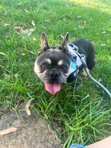 Adopt Dolma from Saint Peters NSW | Adopt-A-Dog