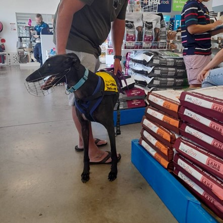 Adopt Arby from Perth WA | Adopt-A-Dog