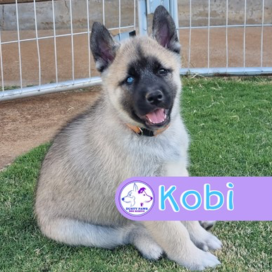 Adopt Kobi from Christie Downs SA | Adopt-A-Dog