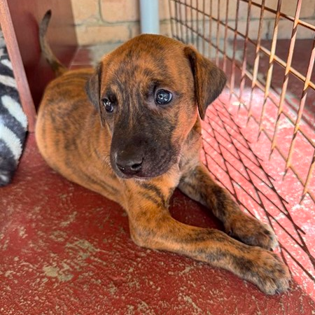 Adopt Jarrah from Perth WA | Adopt-A-Dog