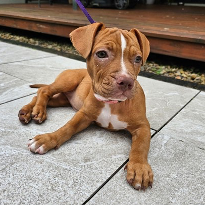 Adopt Storm from Holmview QLD | Adopt-A-Dog