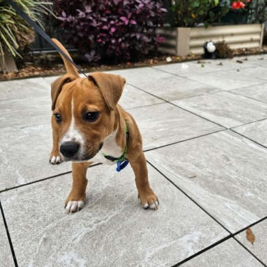 Adopt Ocean from Holmview QLD | Adopt-A-Dog