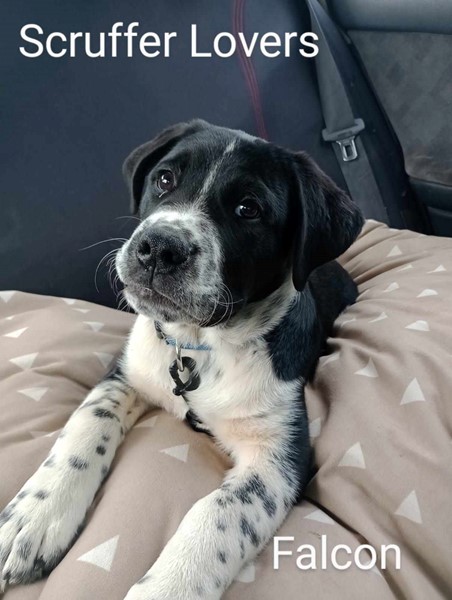 Adopt Falcon from Adelaide SA | Adopt-A-Dog