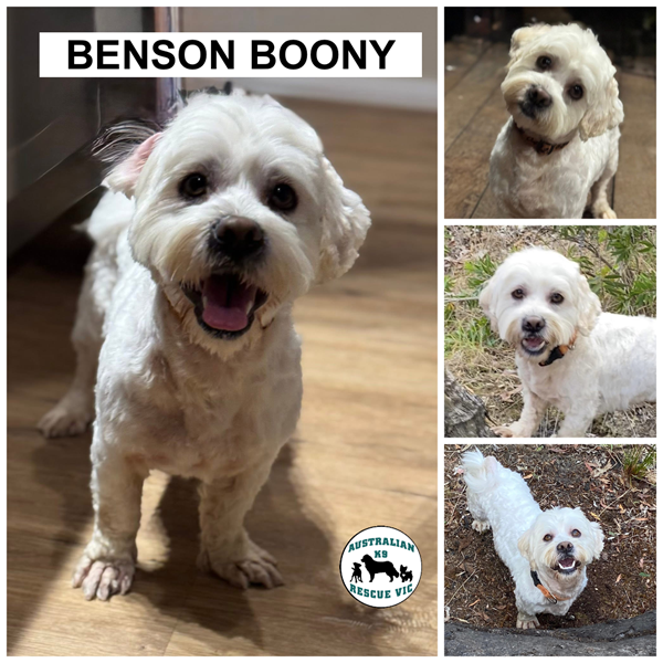 Adopt Benson Boony from Whittlesea VIC | Adopt-A-Dog
