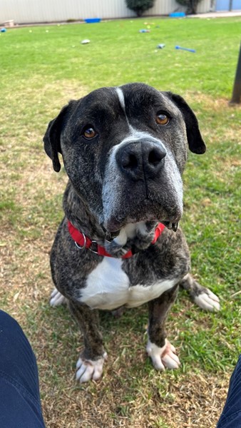 Adopt Kevin from Wingfield SA | Adopt-A-Dog