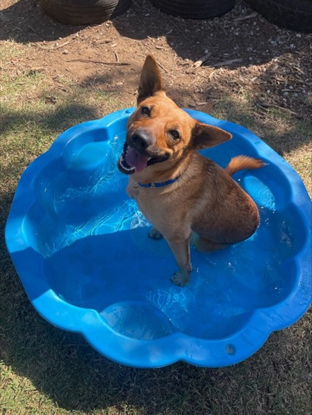 Adopt Angel from Wingfield SA | Adopt-A-Dog