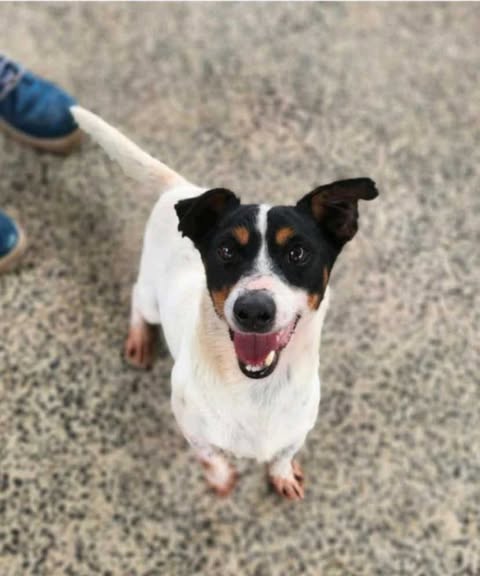 Adopt Sparky from Ballarat VIC | Adopt-A-Dog