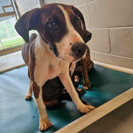 Adopt Aggie from Mareeba QLD | Adopt-A-Dog