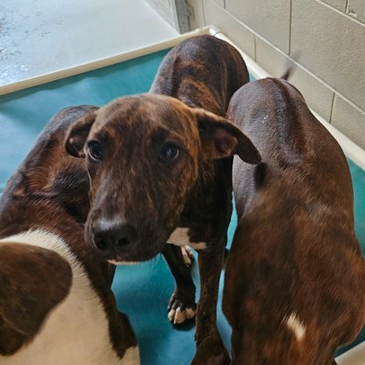 Adopt Motley from Mareeba QLD | Adopt-A-Dog