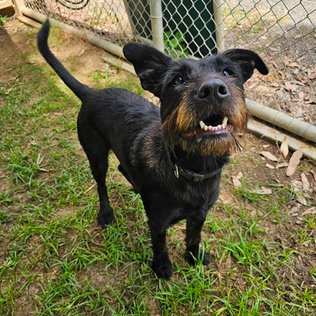 Adopt Bear from Mareeba QLD | Adopt-A-Dog