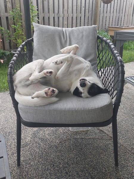 Adopt Ezikeal from Caboolture QLD | Adopt-A-Dog