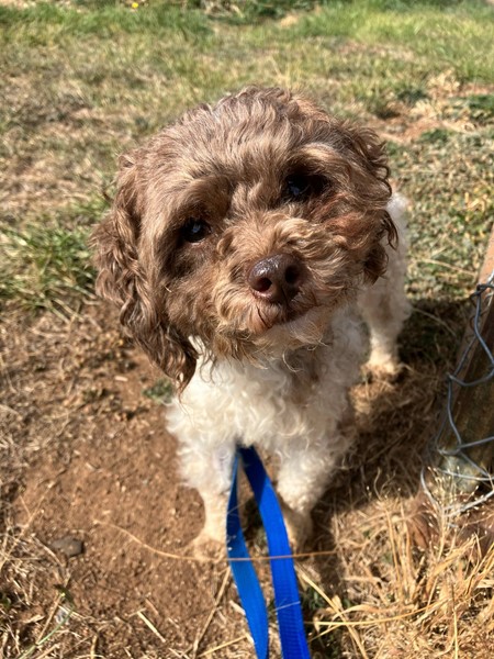 Adopt Tim Tam from Batlow NSW | Adopt-A-Dog