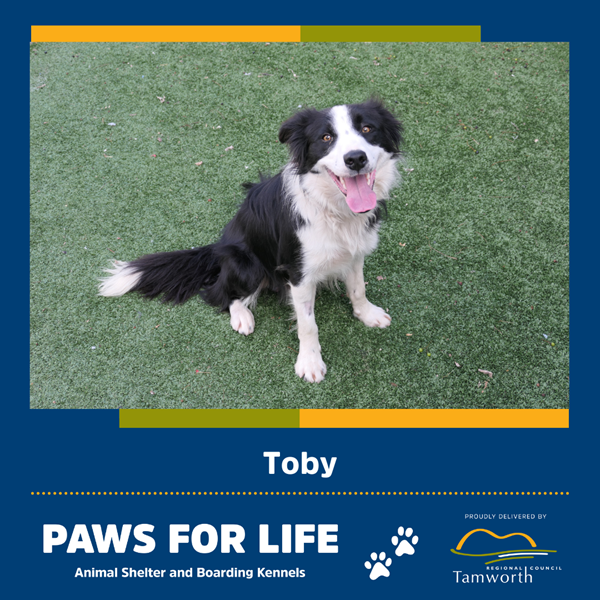 Adopt Toby from Tamworth NSW | Adopt-A-Dog