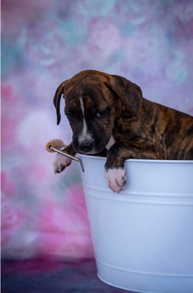 Adopt Cobi from Beecher QLD | Adopt-A-Dog