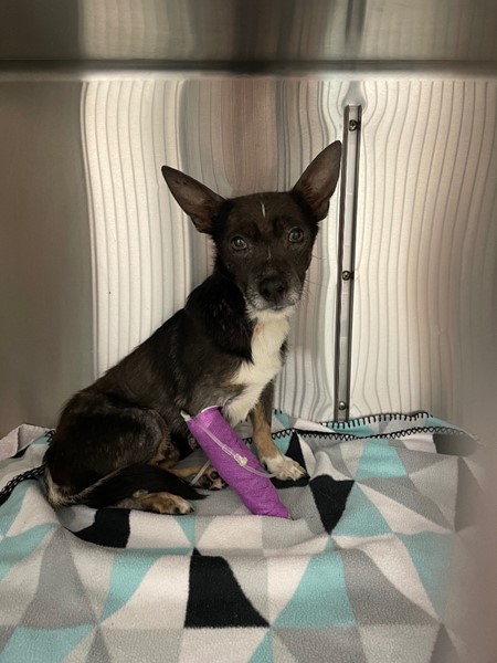 Adopt Lilith from Keysborough VIC | Adopt-A-Dog