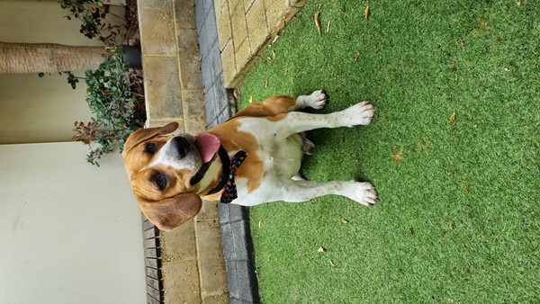 Adopt Harry from Perth WA | Adopt-A-Dog