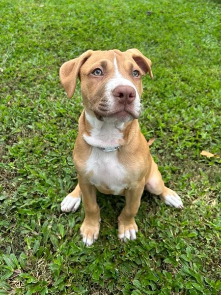 Adopt Saskia from Gaven QLD | Adopt-A-Dog