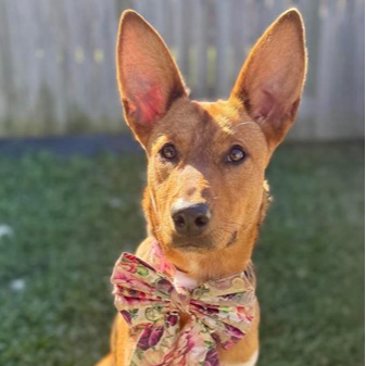 Adopt Daisy from Landers Shoot QLD | Adopt-A-Dog