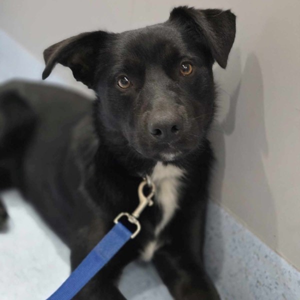 Adopt Coco Pops from Morwell VIC | Adopt-A-Dog