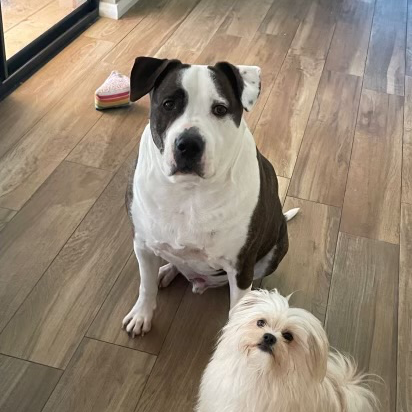 Adopt Rocky from Bindoon WA | Adopt-A-Dog