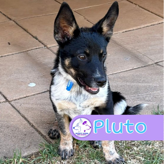 Adopt Pluto from Hackham SA | Adopt-A-Dog