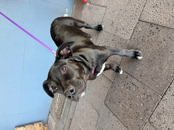 Adopt Kahlua from Adelaide SA | Adopt-A-Dog