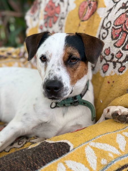 Adopt Alby from Cairns QLD | Adopt-A-Dog