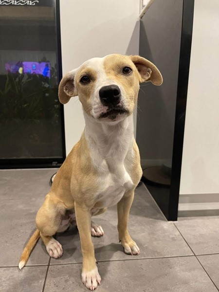 Adopt Lottie from Morley WA | Adopt-A-Dog