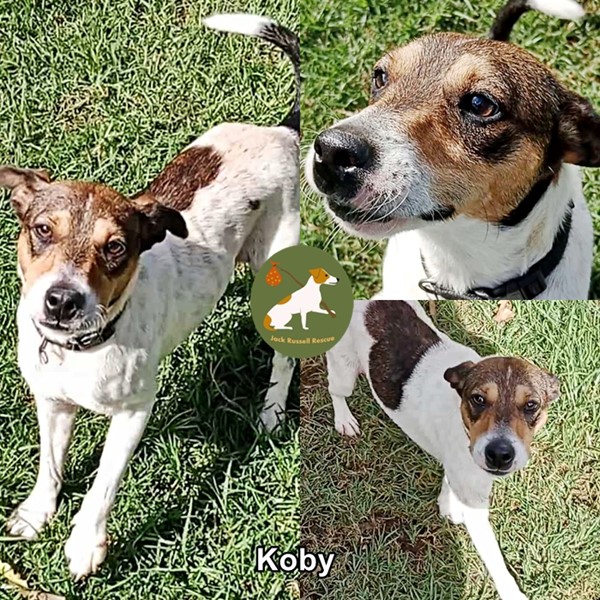 Adopt Koby from Londonderry NSW | Adopt-A-Dog