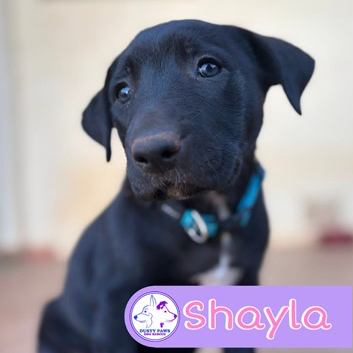 Adopt Shayla from Elizabeth SA | Adopt-A-Dog