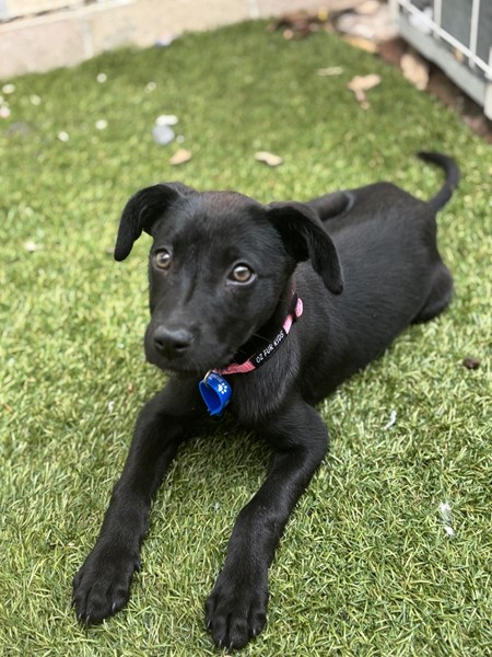 Adopt Lyla from Holmview QLD | Adopt-A-Dog