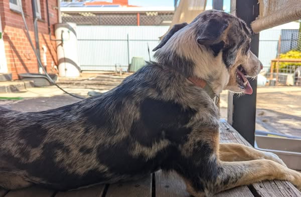 Adopt Topaz from Elizabeth Park SA | Adopt-A-Dog