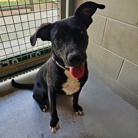 Adopt Zinny from Mareeba QLD | Adopt-A-Dog