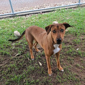 Adopt Shayla from Mareeba QLD | Adopt-A-Dog