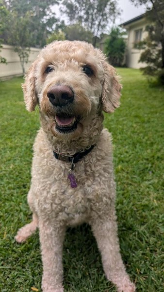 Adopt Bodi from Brisbane QLD | Adopt-A-Dog