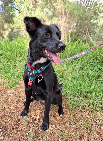 Adopt Mei-Ling from Withers WA | Adopt-A-Dog
