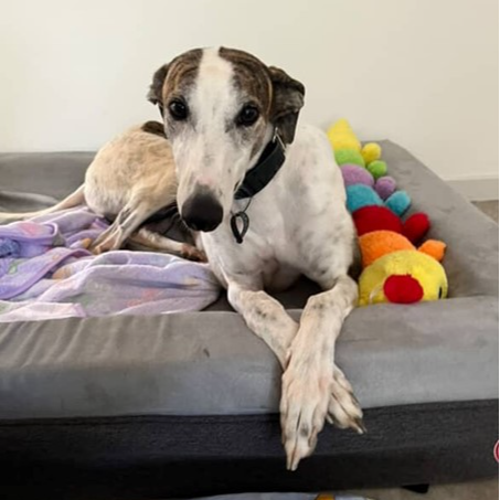 Adopt Electric from Brisbane QLD | Adopt-A-Dog