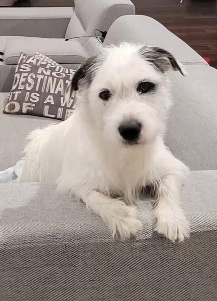 Adopt Echo from Boya WA | Adopt-A-Dog