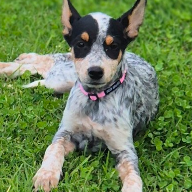 Adopt Squiggle from The Summit QLD | Adopt-A-Dog