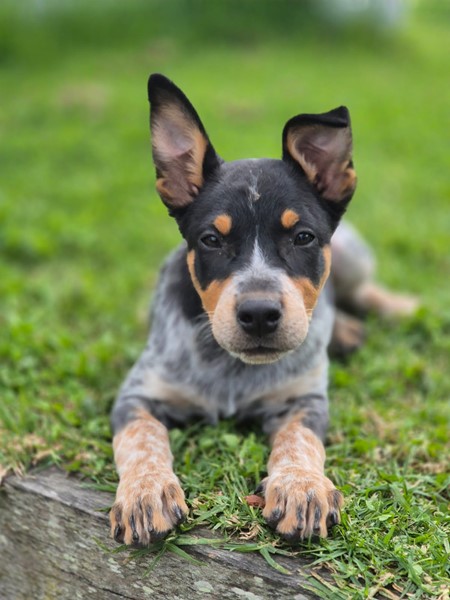 Adopt Diggle from The Summit QLD | Adopt-A-Dog