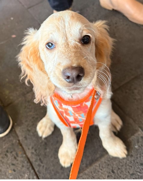 Adopt Jay from Adelaide SA | Adopt-A-Dog