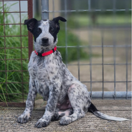 Adopt Smiggle from The Summit QLD | Adopt-A-Dog