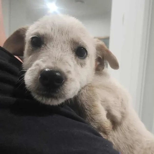 Adopt Kramer from Ballarat VIC | Adopt-A-Dog